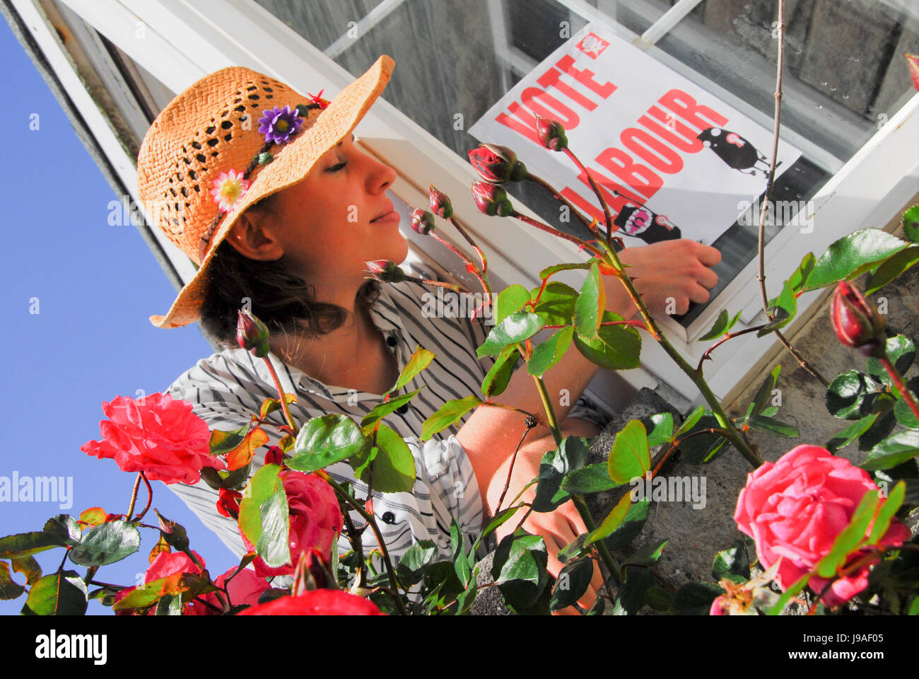 Labour Rose Logo High Resolution Stock Photography and Images - Alamy