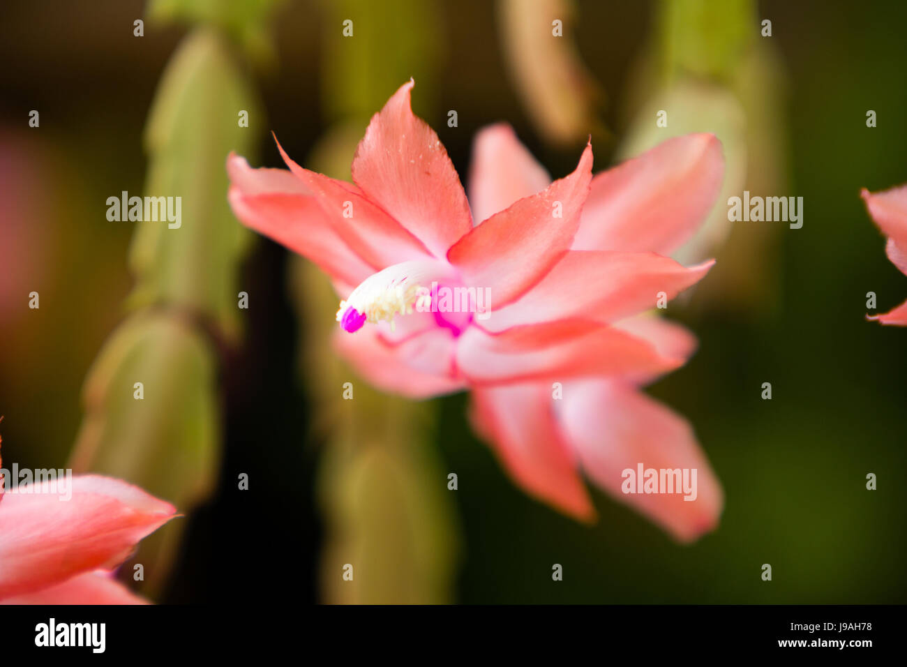 Asuncion, Paraguay. 1st Jun, 2017. Overcast morning in Asuncion as pink ...