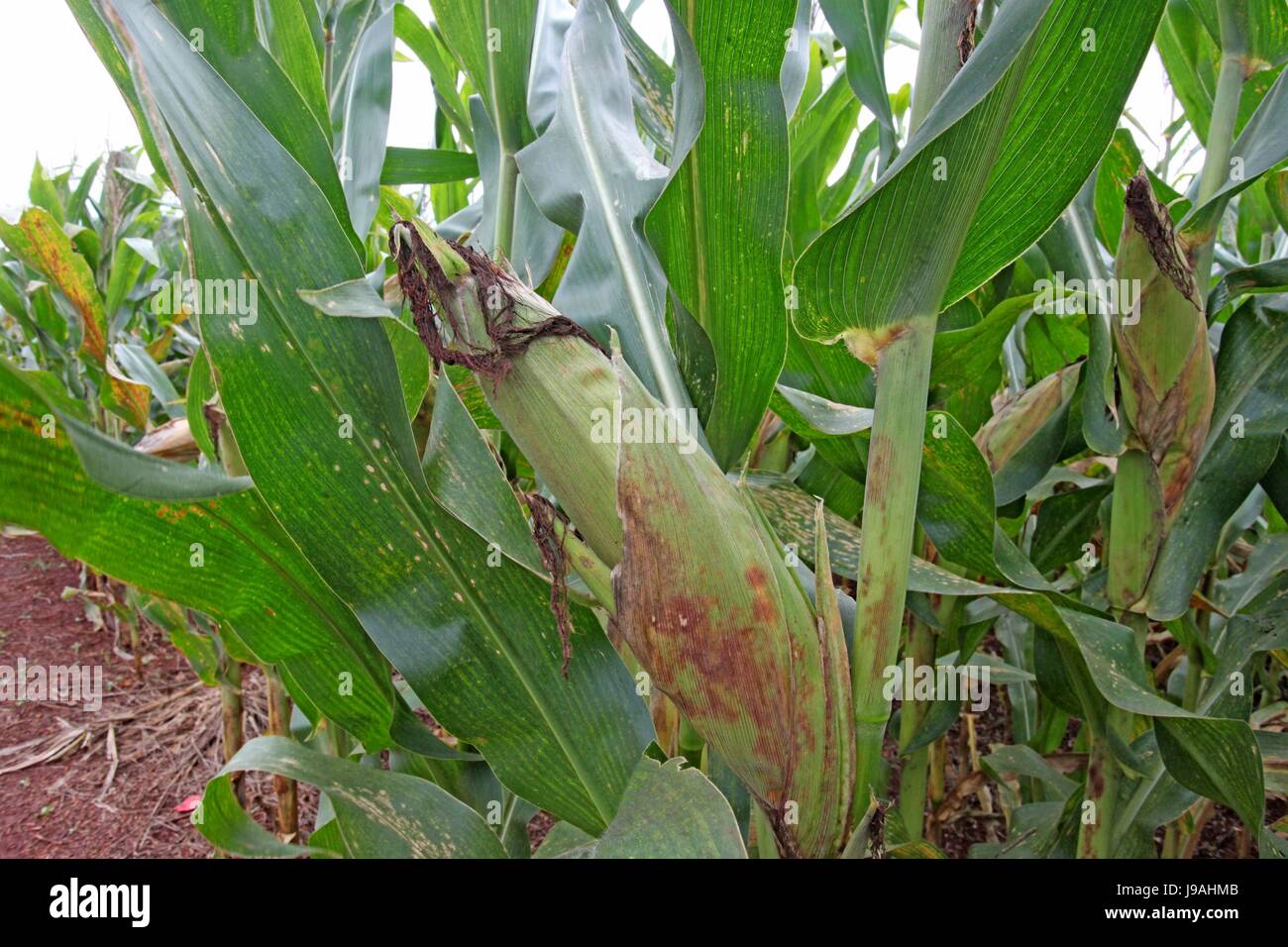 CAMPO MOURÃO, PR - 01.06.2017: PLANTAÇÃO DE MILHO SAFRINHA NO PARANÁ ...