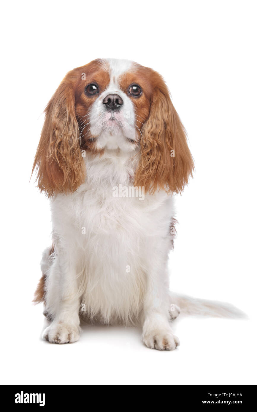 pets, pet, brown, brownish, brunette, dog, emperor, king, canine ...