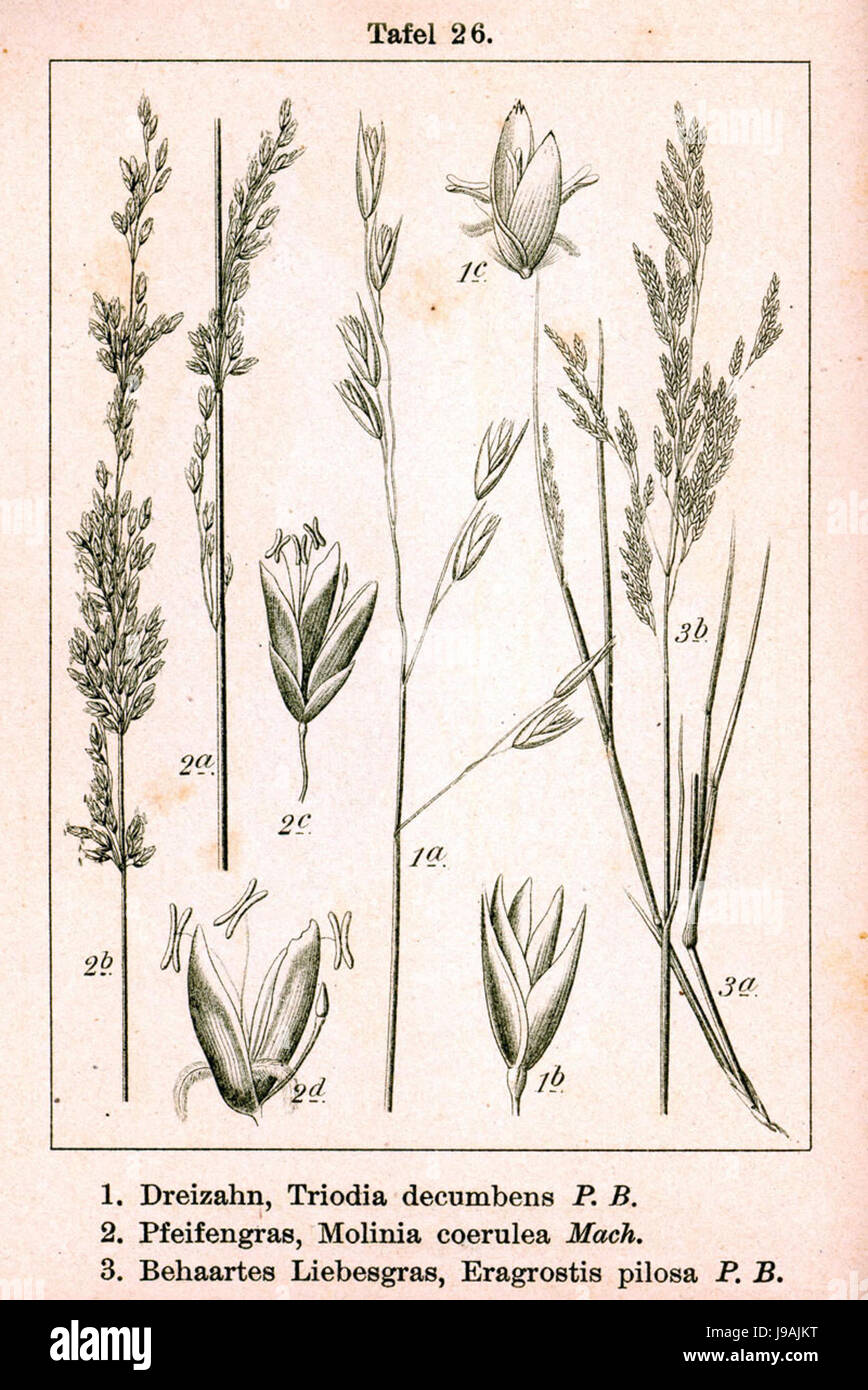 Poaceae family agriculture hi-res stock photography and images - Alamy