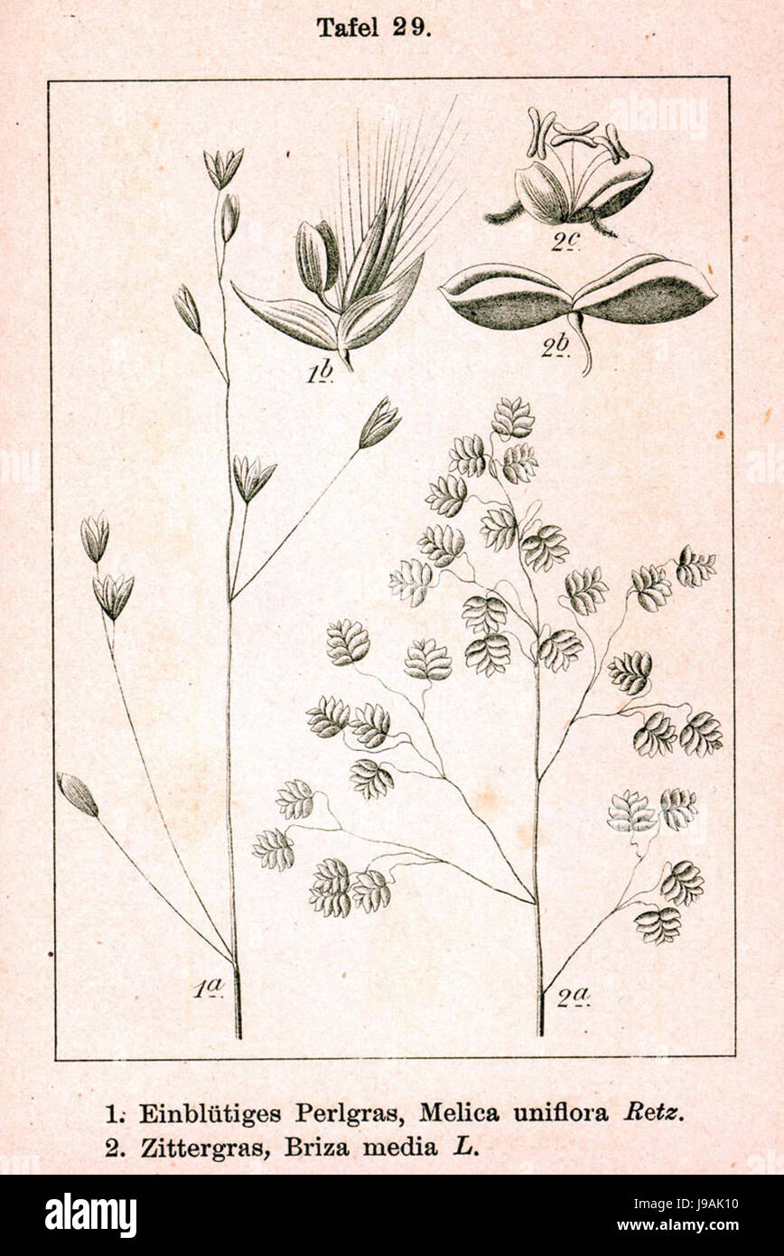 Family pooideae hi-res stock photography and images - Alamy