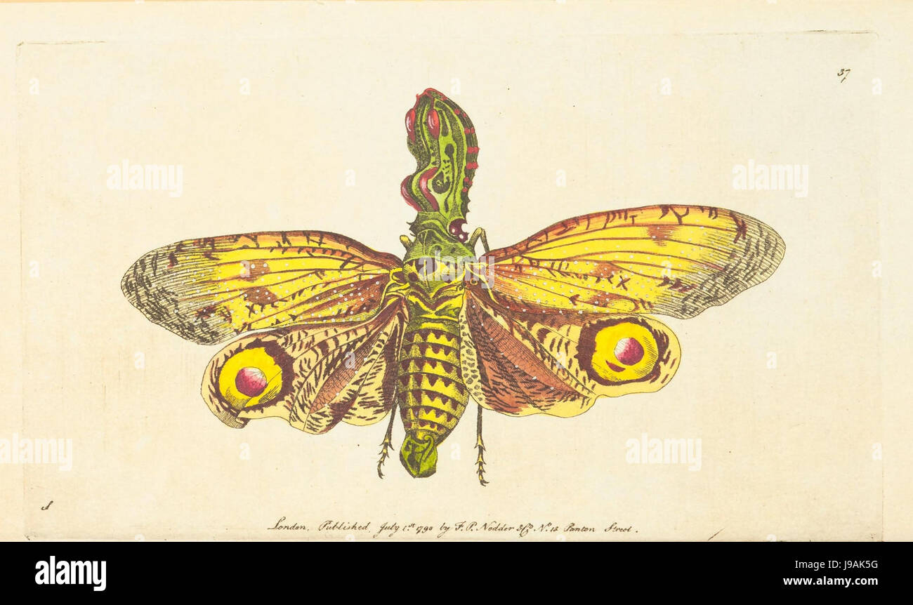 The Naturalist's Miscellany Vol.1 Great Lanthorn Fly Stock Photo - Alamy