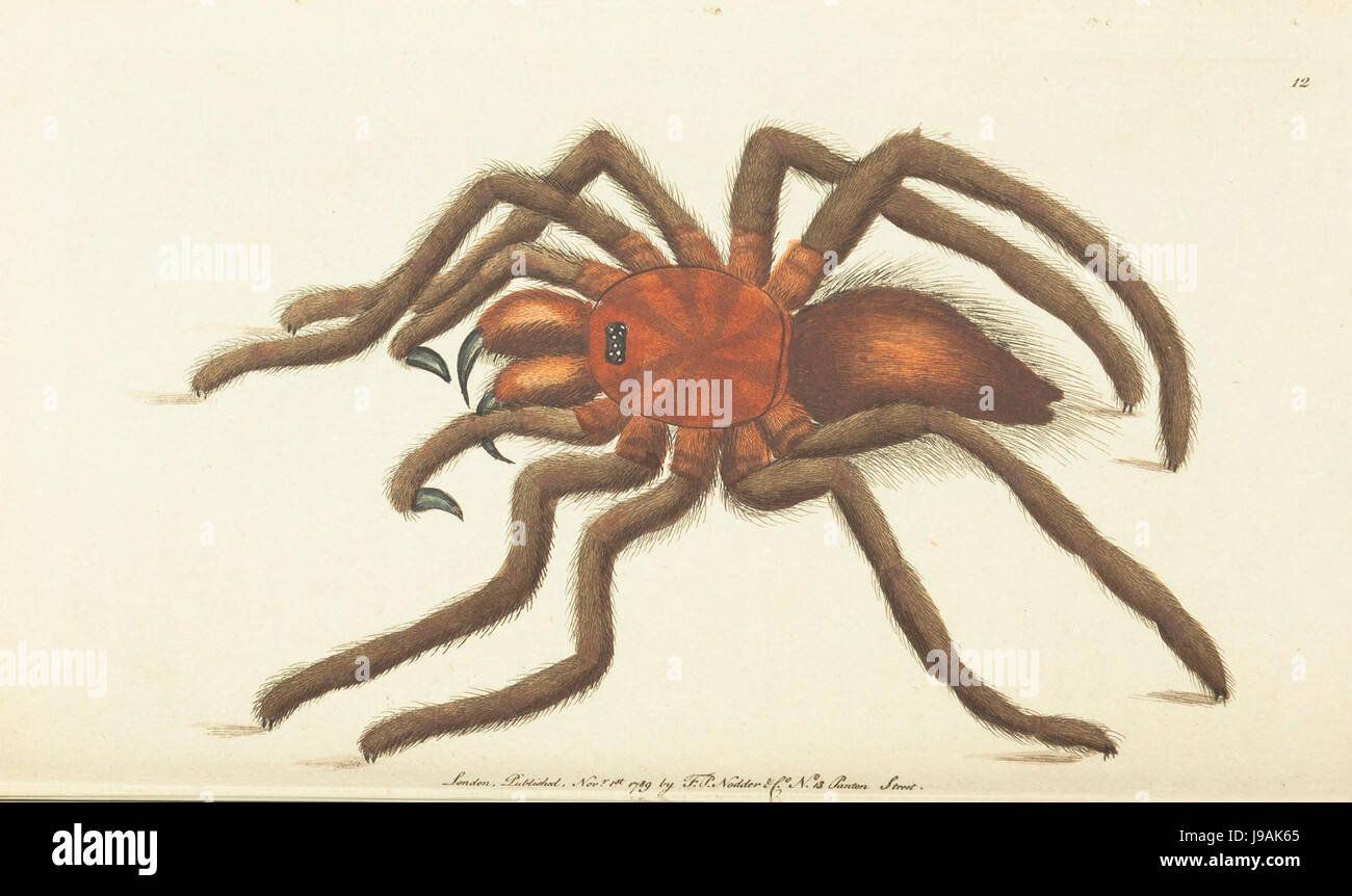 The Naturalist's Miscellany Vol.1 Bird Catching Spider Stock Photo - Alamy