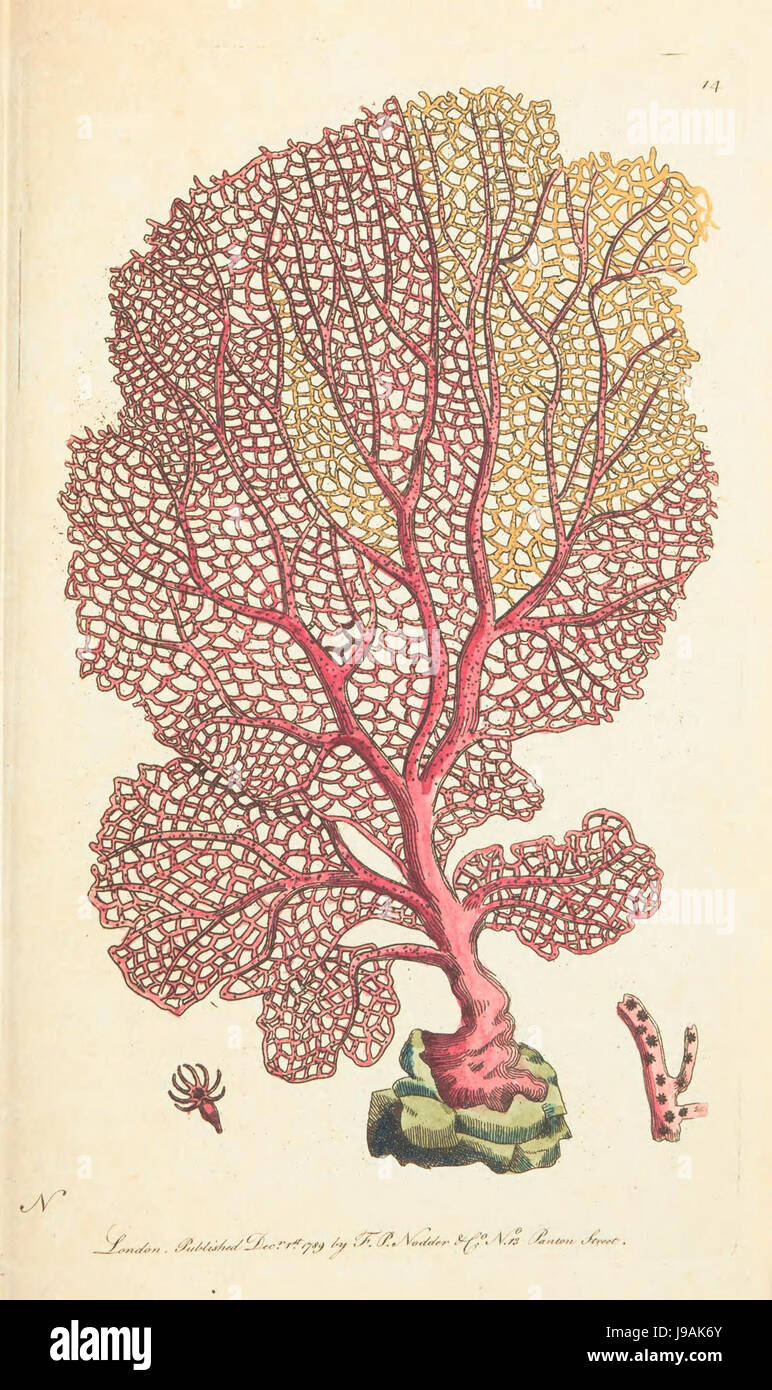 The Naturalist's Miscellany Vol.1 Fan Gorgonia Stock Photo - Alamy