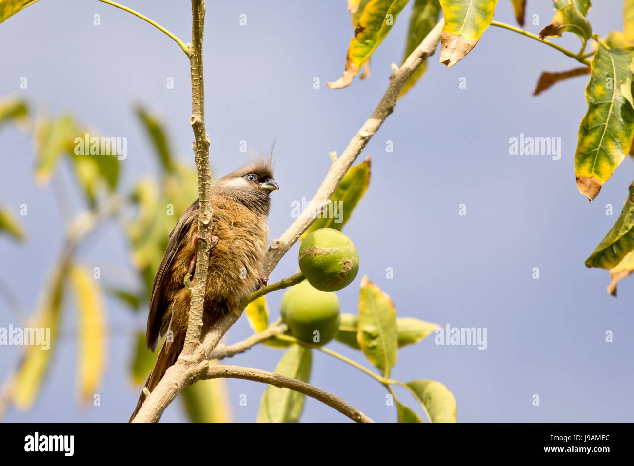 bird, wildlife, nature, bird, leaves, beak, wildlife, foliage, nature ...
