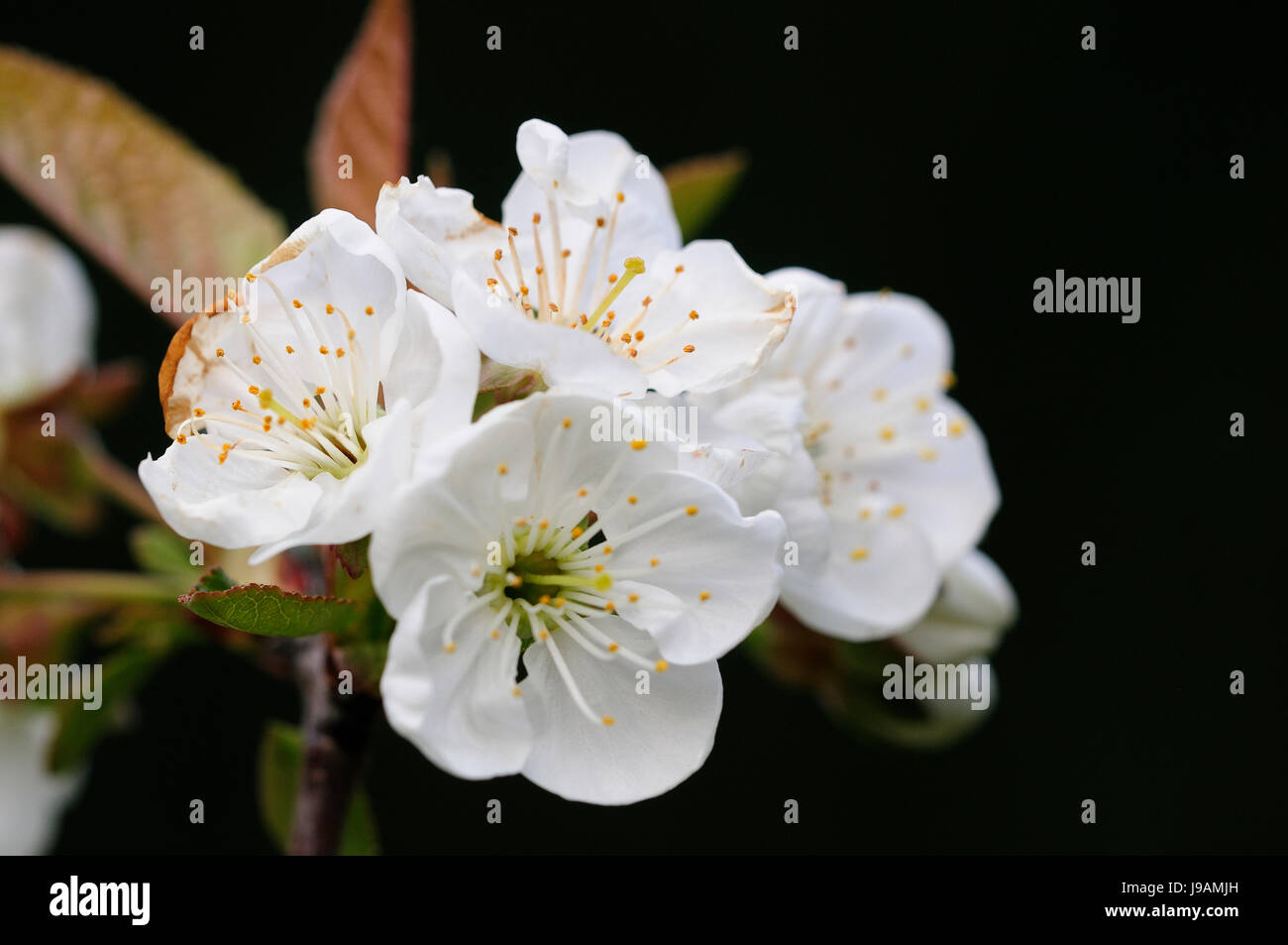 tree, trees, blank, european, caucasian, branches, branch, cherry ...