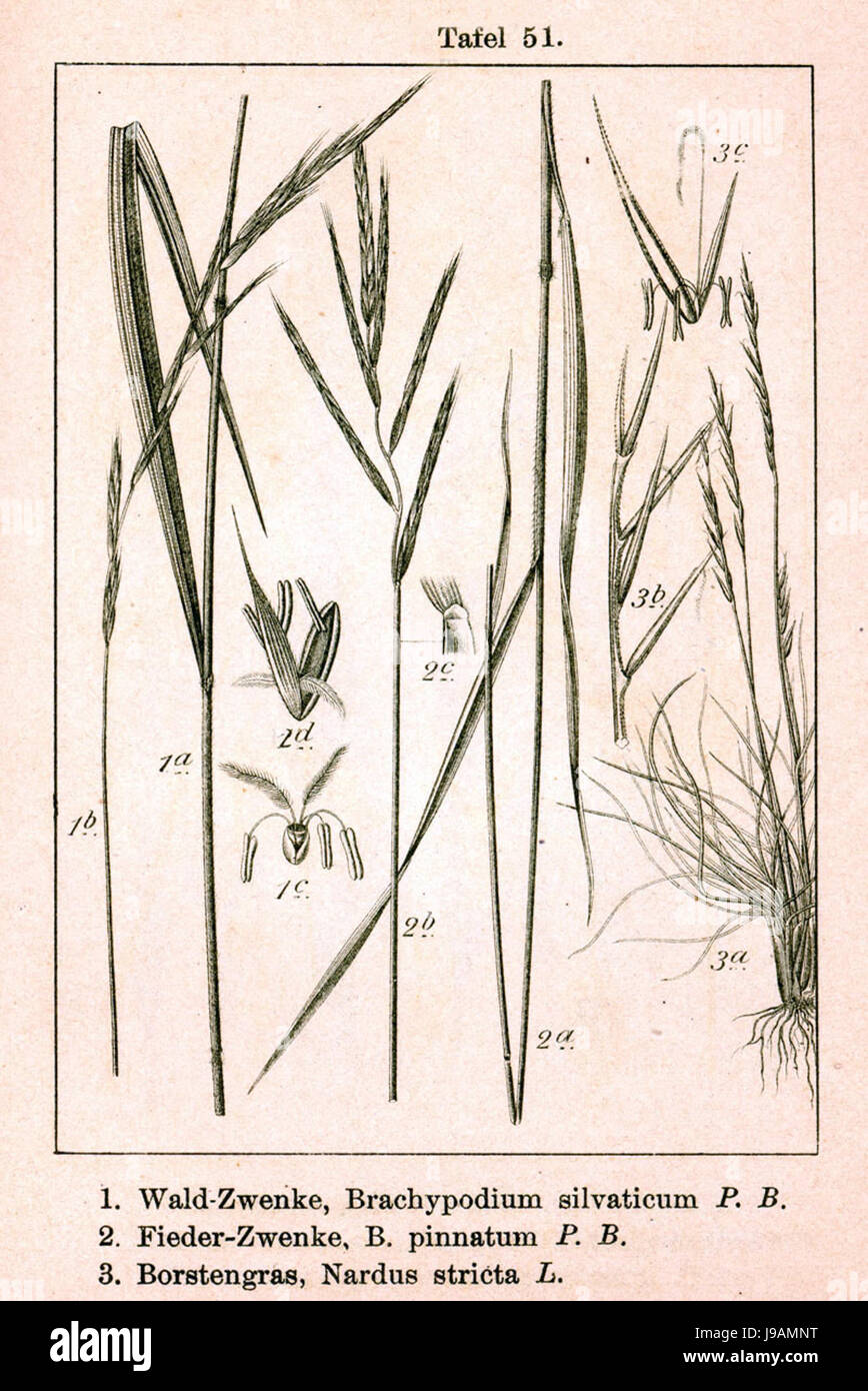 Family pooideae hi-res stock photography and images - Alamy