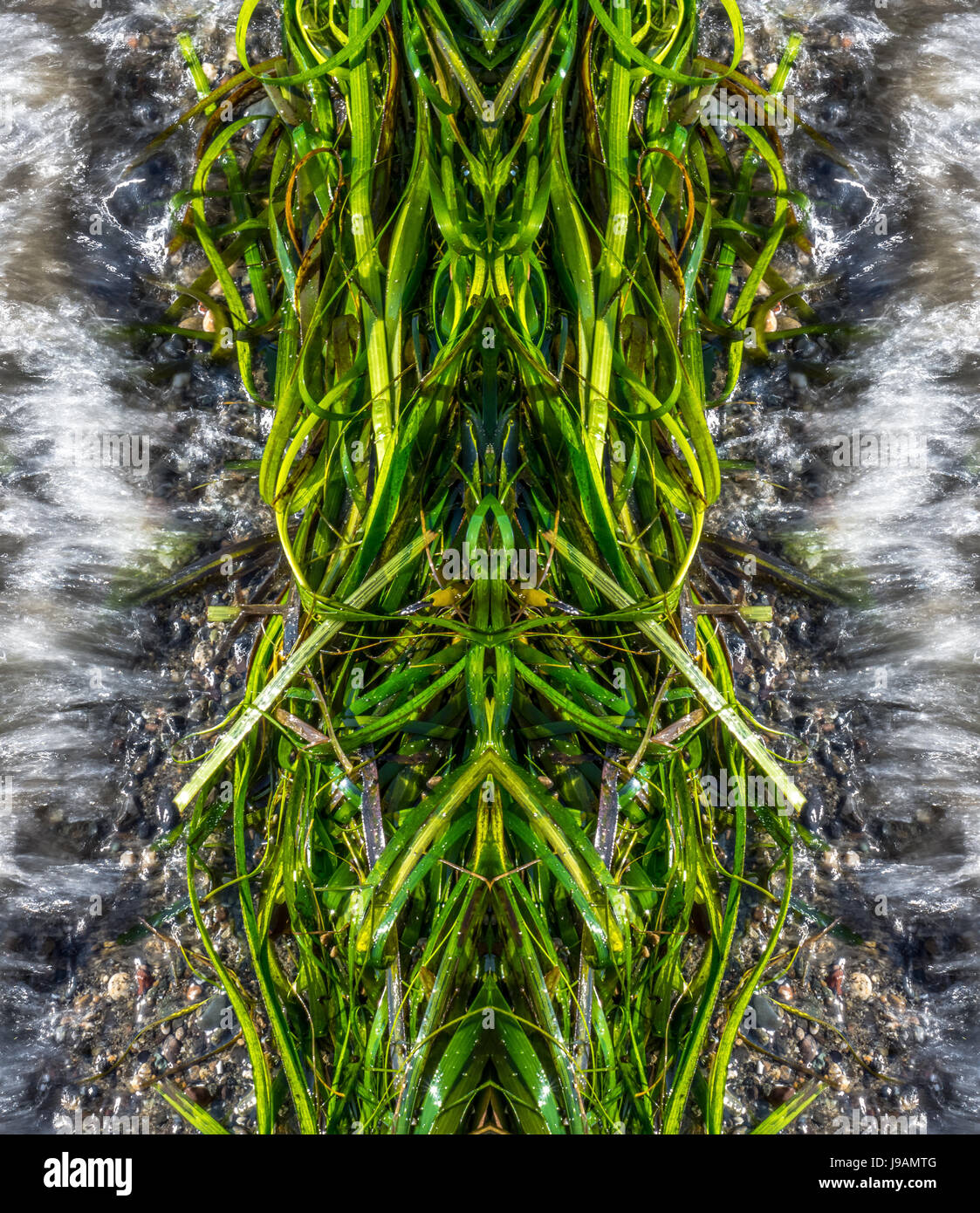 Kelp on the beach at Larabee State Park in Bellingham, Washington Stock ...