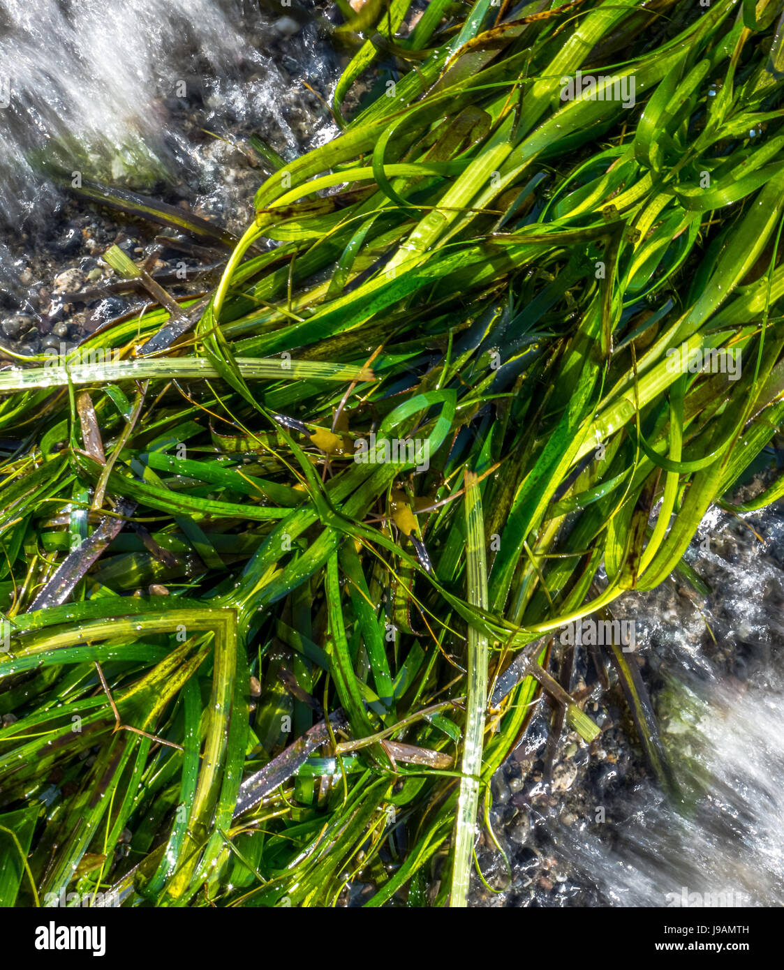 Kelp on the beach at Larabee State Park in Bellingham, Washington Stock ...