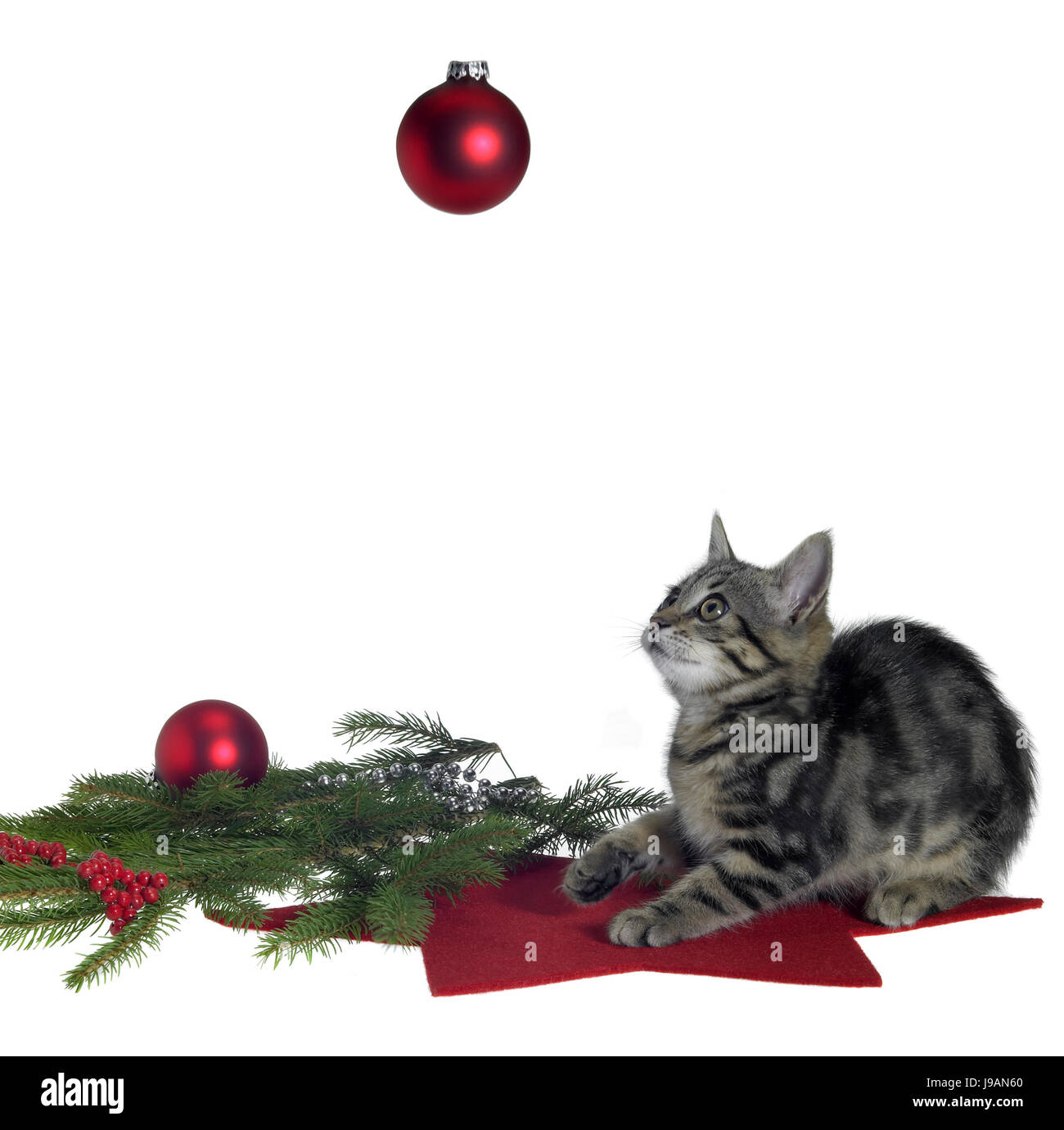 Christmas kitten plays little red hi-res stock photography and images ...