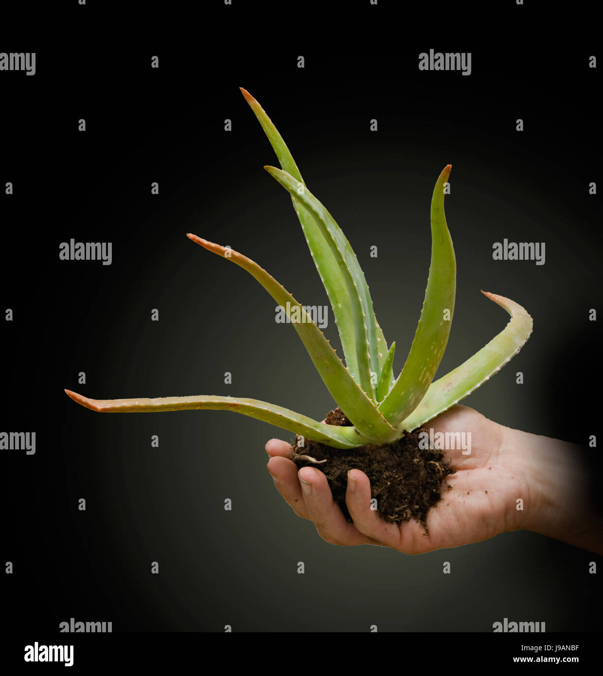 hand, leaf, isolated, closeup, person, black, swarthy, jetblack, deep ...