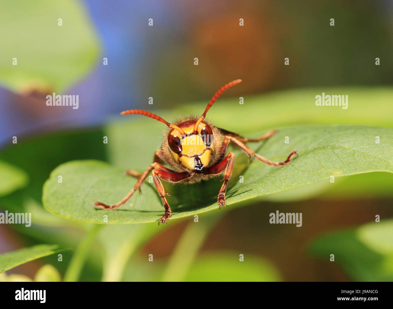 wasp, hornet, protected, sheltered, insect, face, wasp, threatens ...