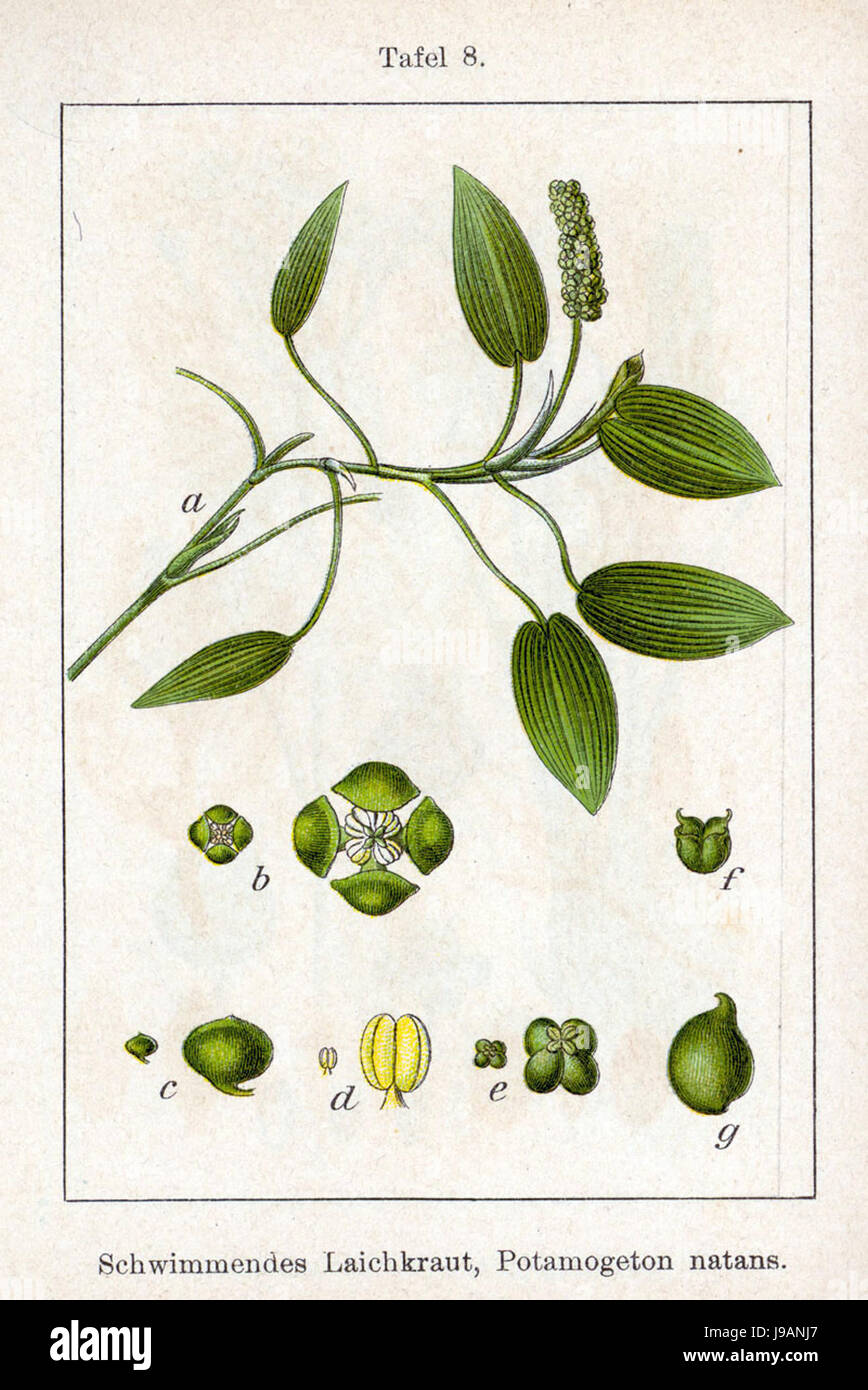 Potamogeton polygonifolius hi-res stock photography and images - Alamy