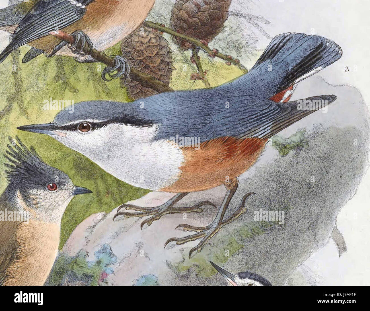 Sitta europaea amurensis hi-res stock photography and images - Alamy