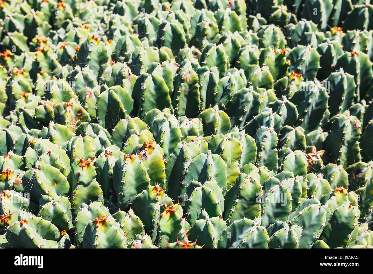 Beautiful cactus in the garden, close up Stock Photo - Alamy