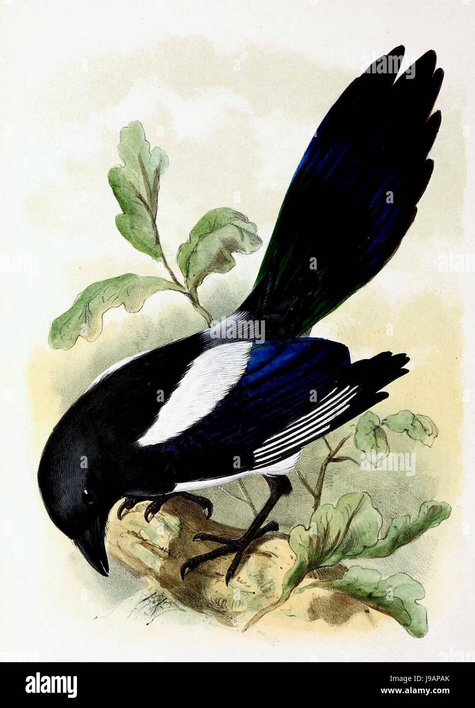 Pica pica 1869 Stock Photo - Alamy
