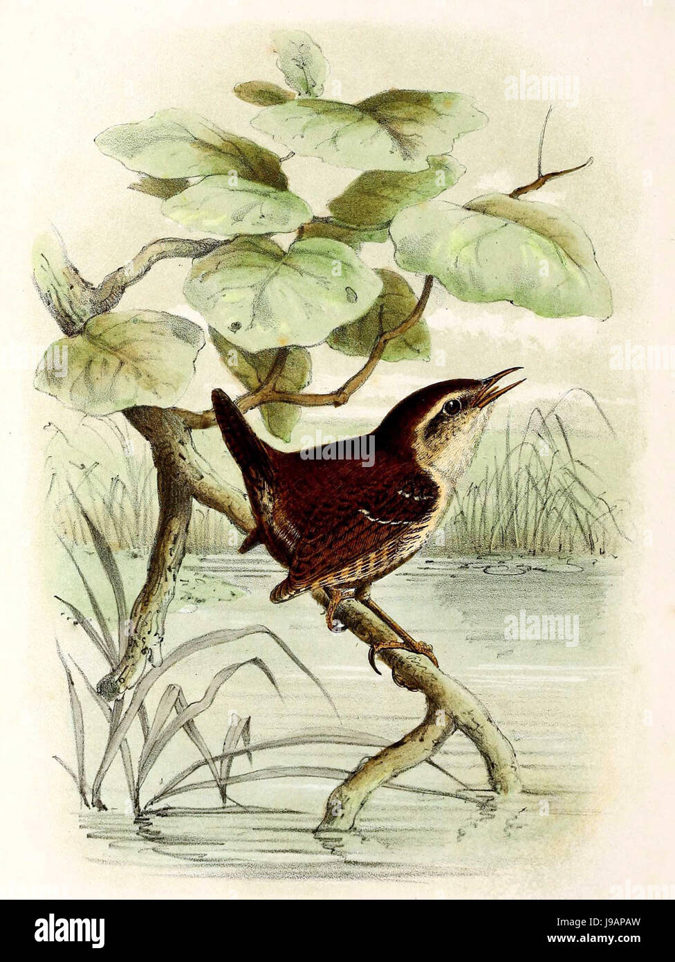 Troglodytes troglodytes 1869 Stock Photo - Alamy