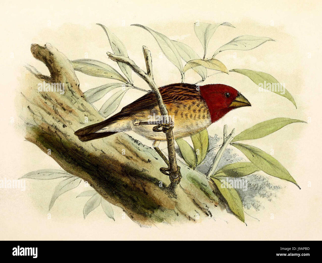 Quelea erythrops 1869 Stock Photo - Alamy