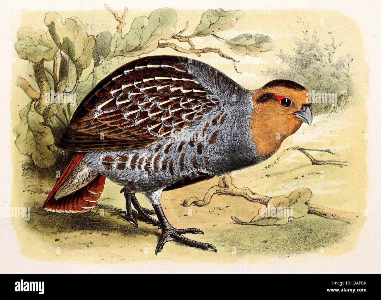 Perdix perdix 1869 Stock Photo - Alamy