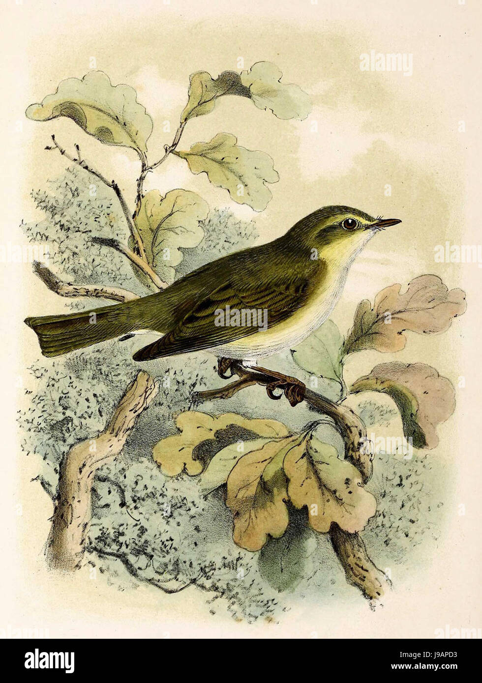 Phylloscopus trochilus 1873 Stock Photo - Alamy