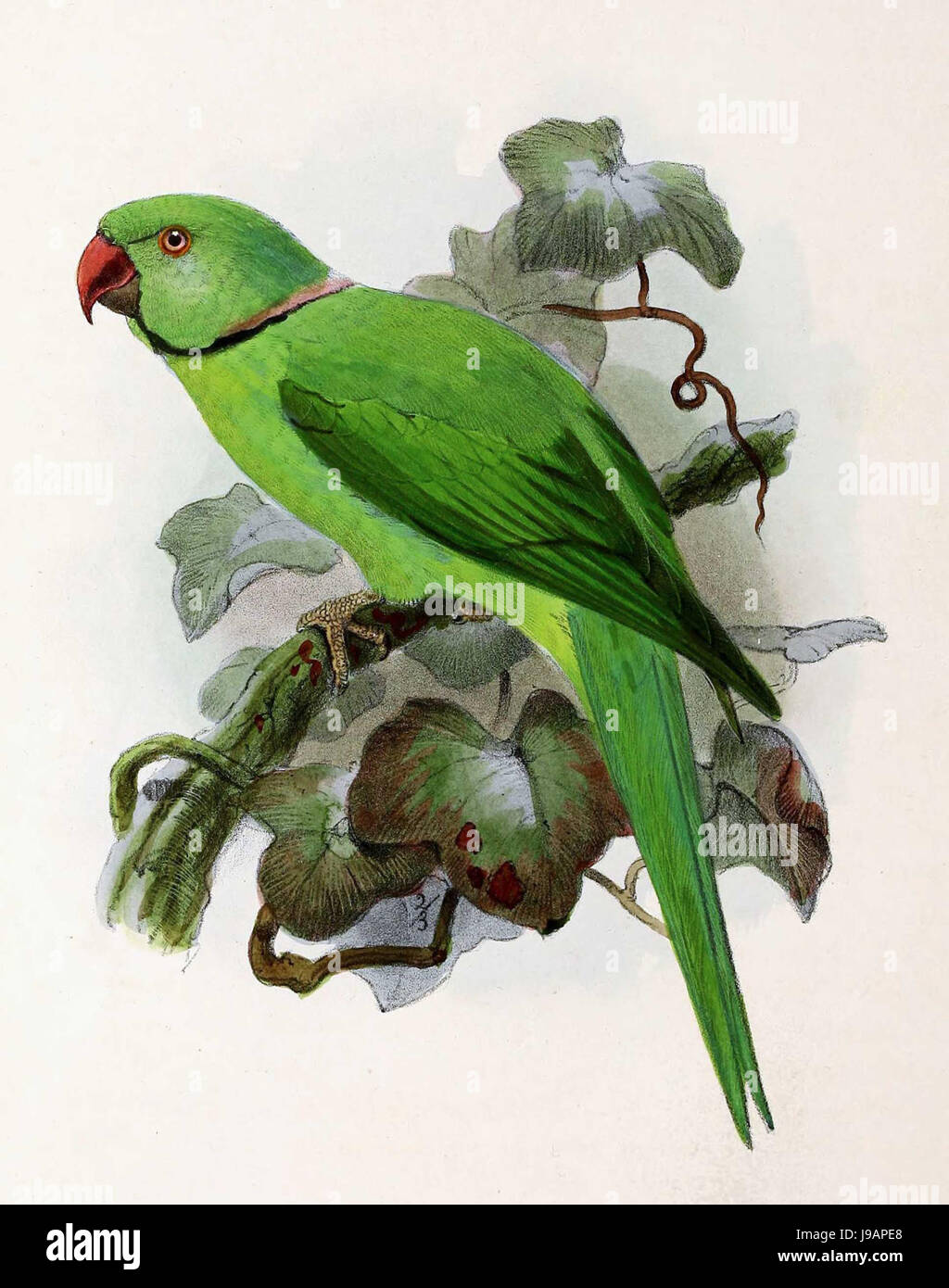 Krameri psittacula hi-res stock photography and images - Alamy