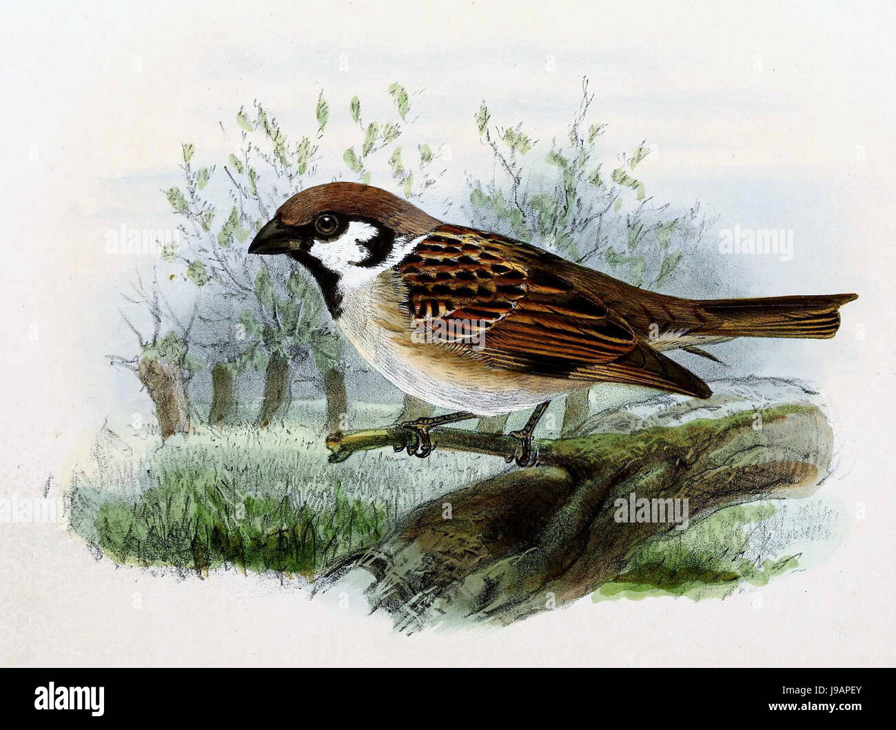 Passer montanus 1876 Stock Photo - Alamy