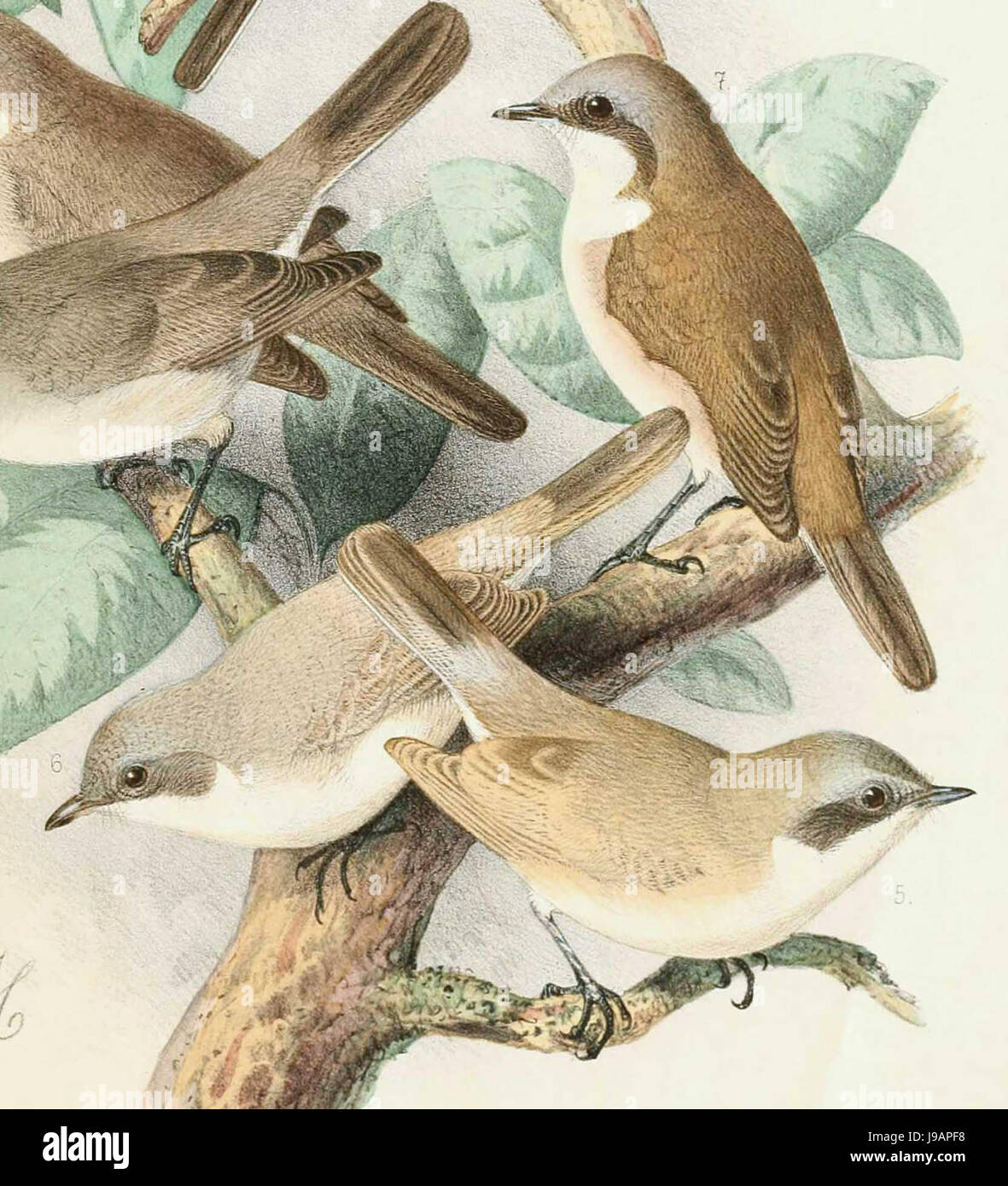 Sylvia minula 1889 Stock Photo - Alamy