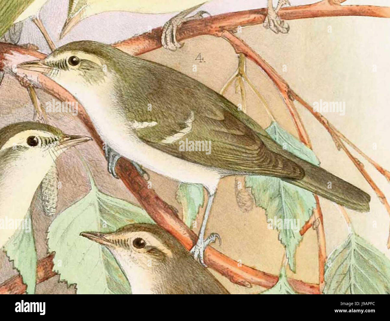 Phylloscopus plumbeitarsus hi-res stock photography and images - Alamy