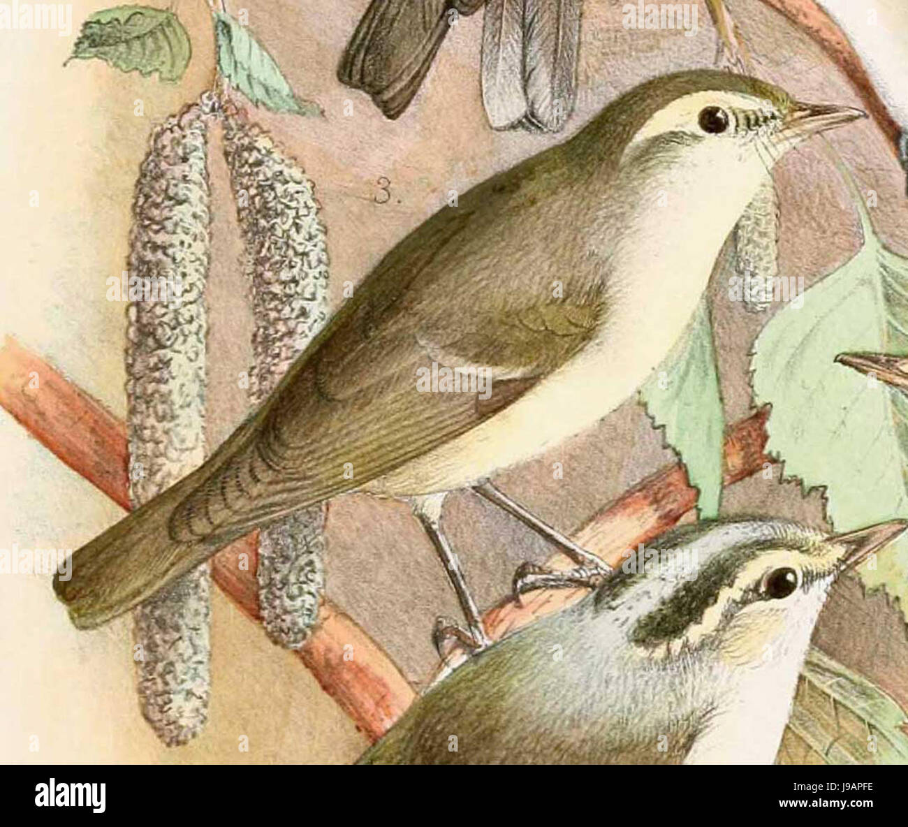 Phylloscopus trochiloides viridanus 1889 Stock Photo - Alamy