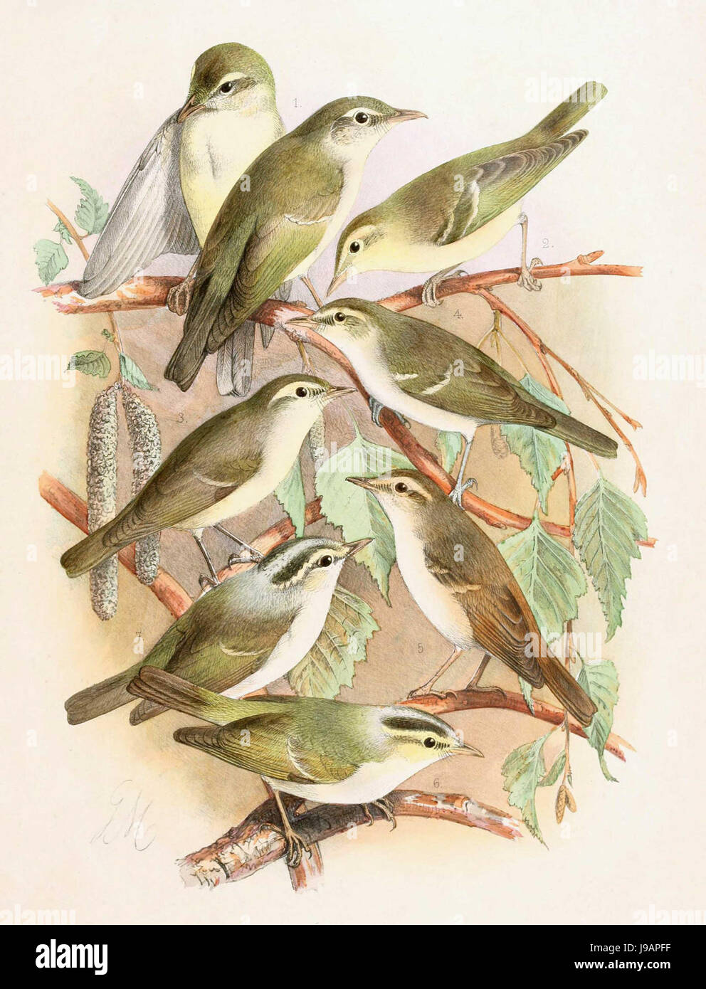 Phylloscopus xanthodryas & Phylloscopus nitidus & Phylloscopus ...