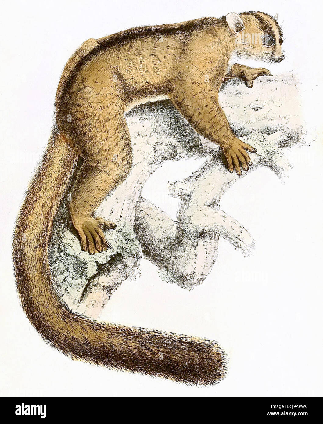 Nocturnal primate Cut Out Stock Images & Pictures - Alamy