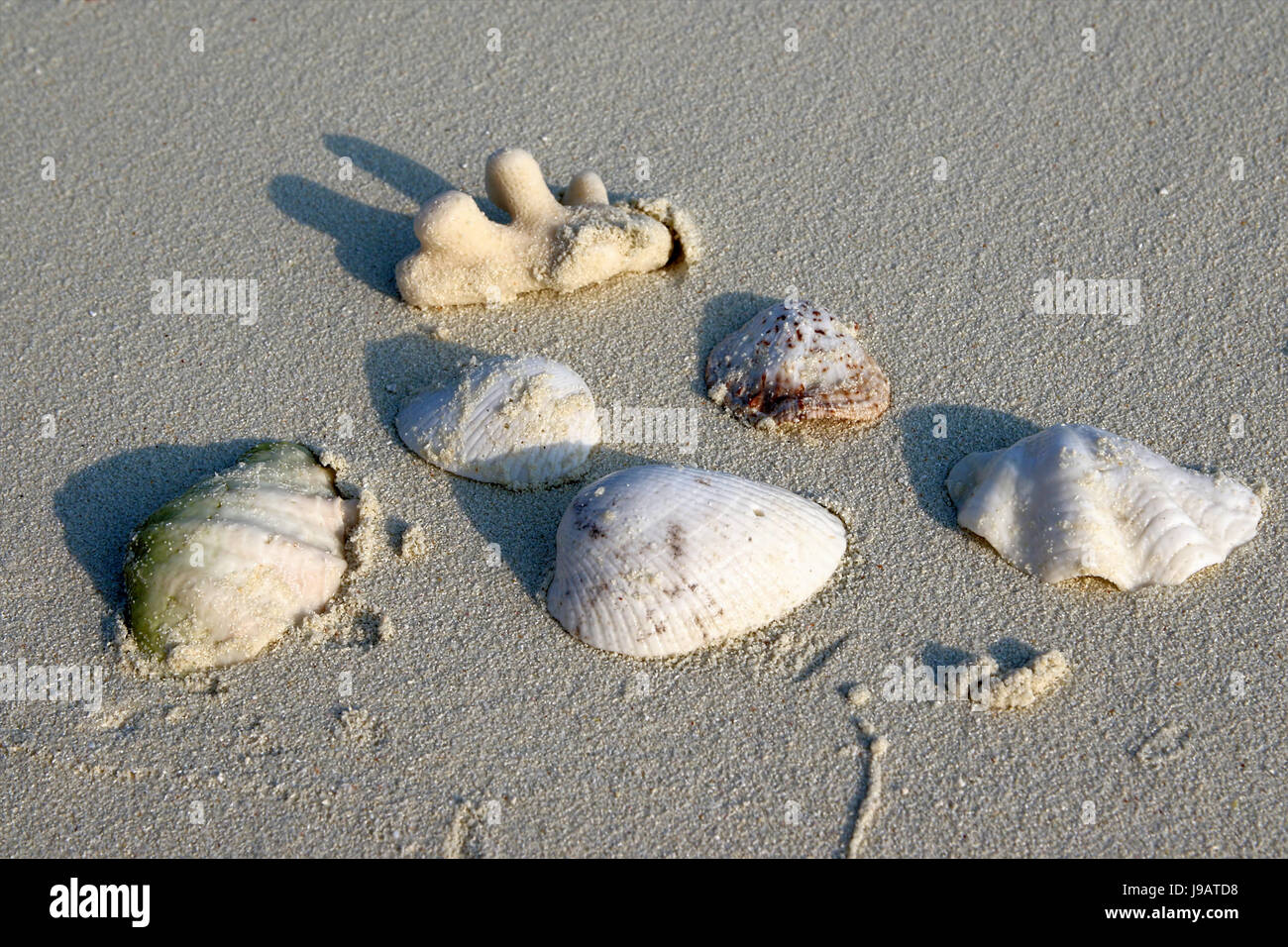 Shell on the beach on Ukulhas, Maldives Stock Photo - Alamy