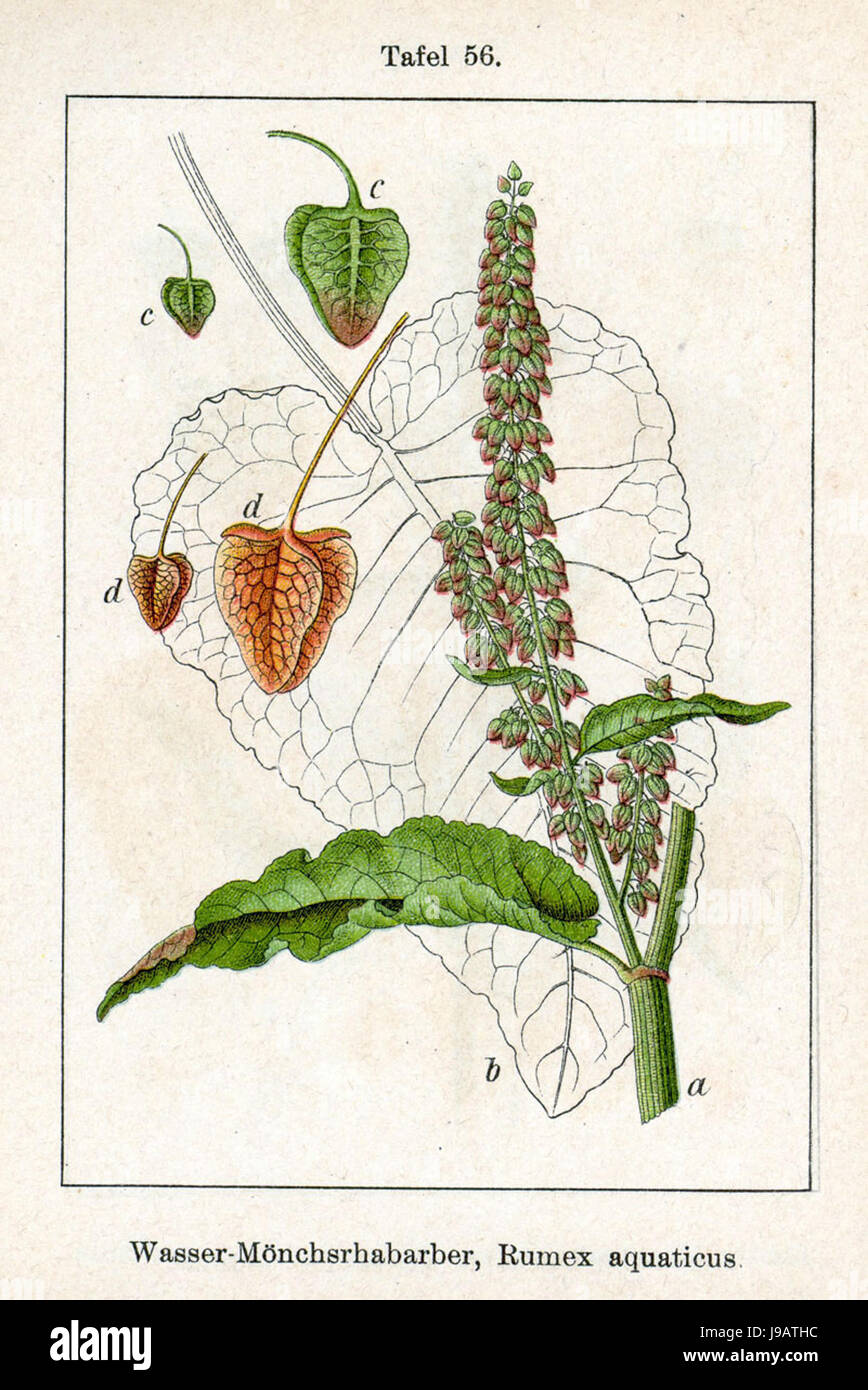 Rumex aquaticus hi-res stock photography and images - Alamy