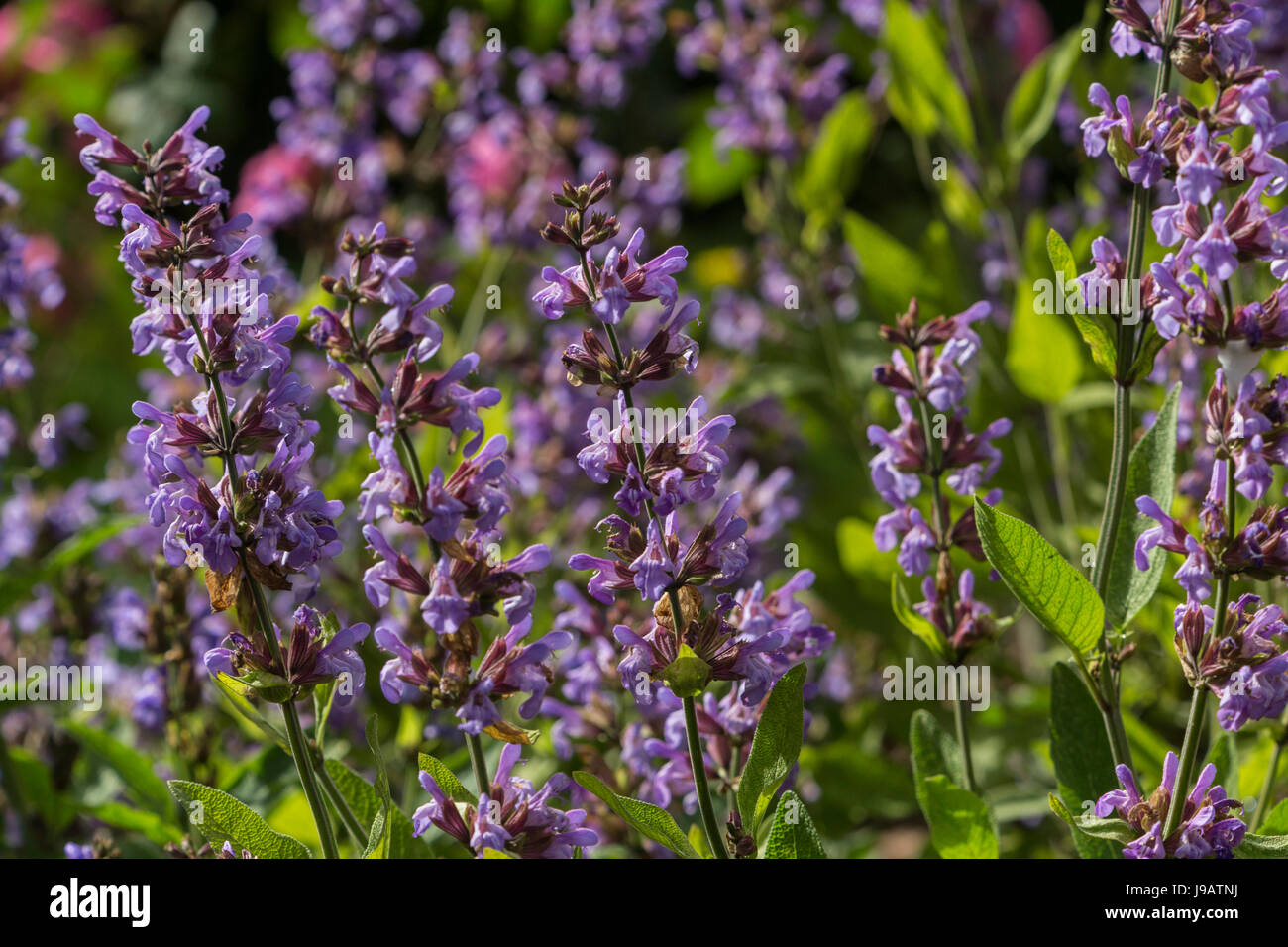 Common sage in flower, Salvia officinalis, which is used in many herbal ...