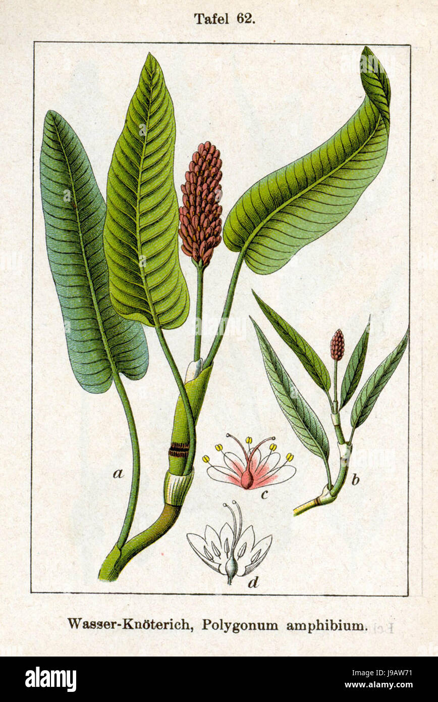 Amphibia hi-res stock photography and images - Alamy