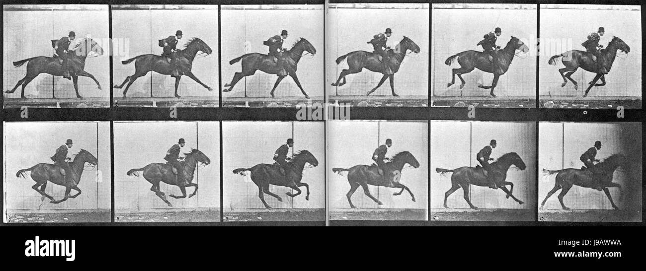 Muybridge horse hi-res stock photography and images - Alamy