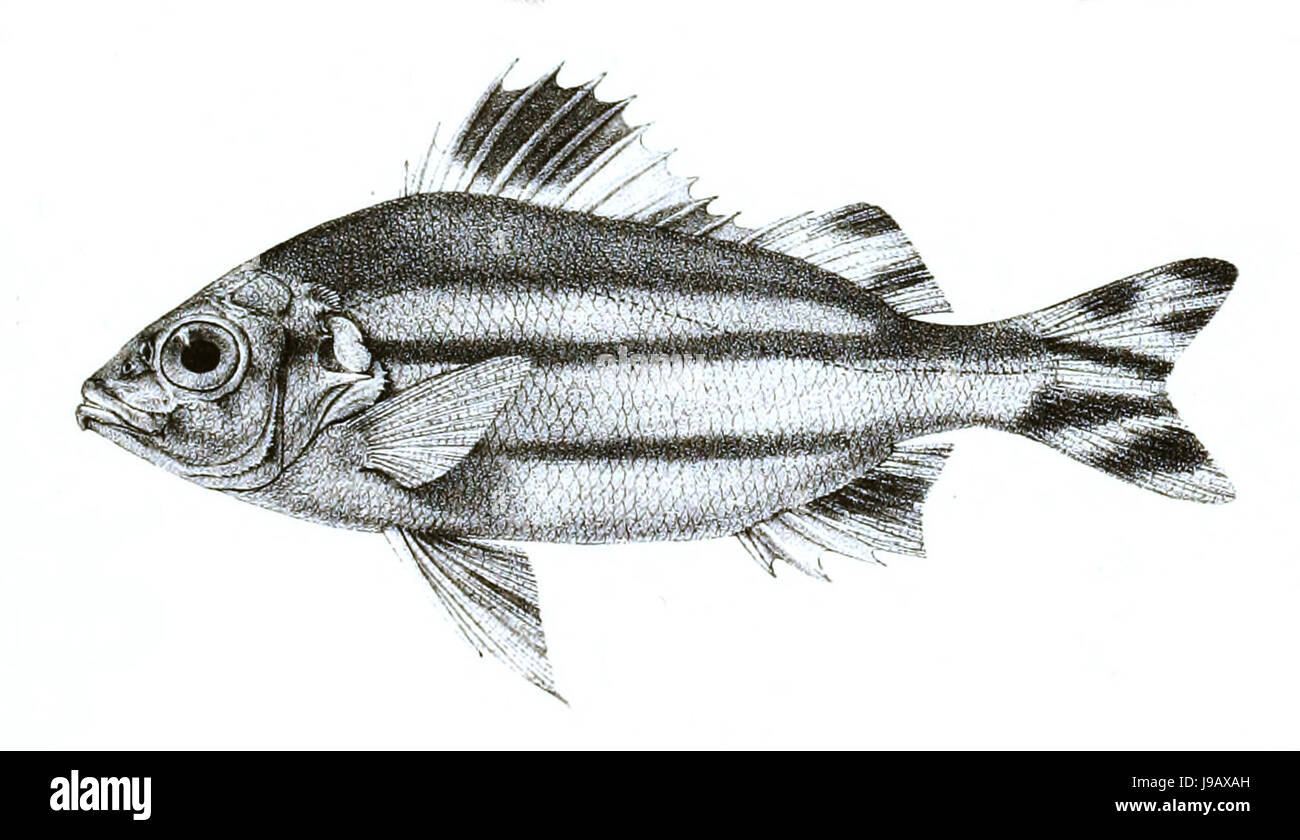 Teraponidae hi-res stock photography and images - Alamy