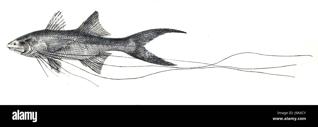 Polynemus hi-res stock photography and images - Alamy