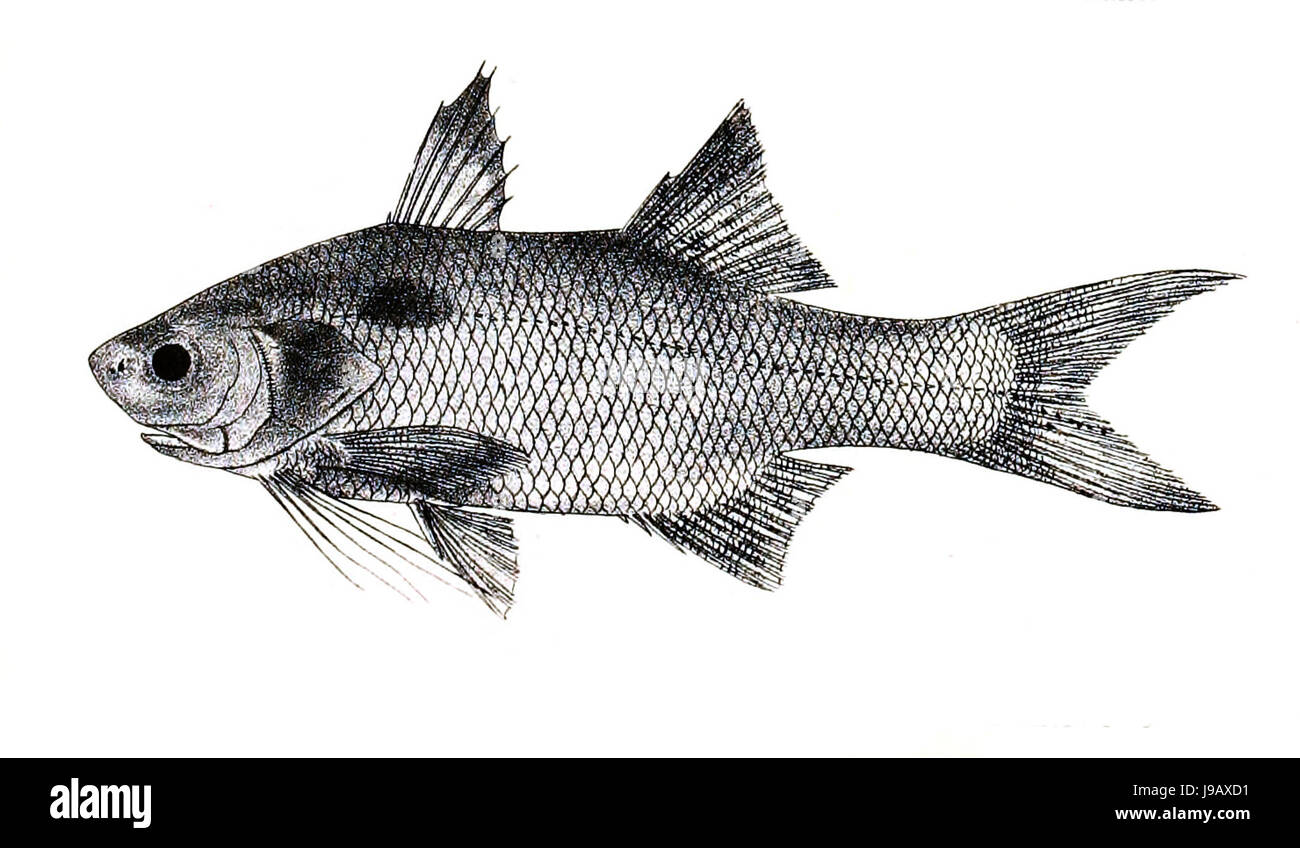 Polynemus sextarius Ford 42 Stock Photo - Alamy