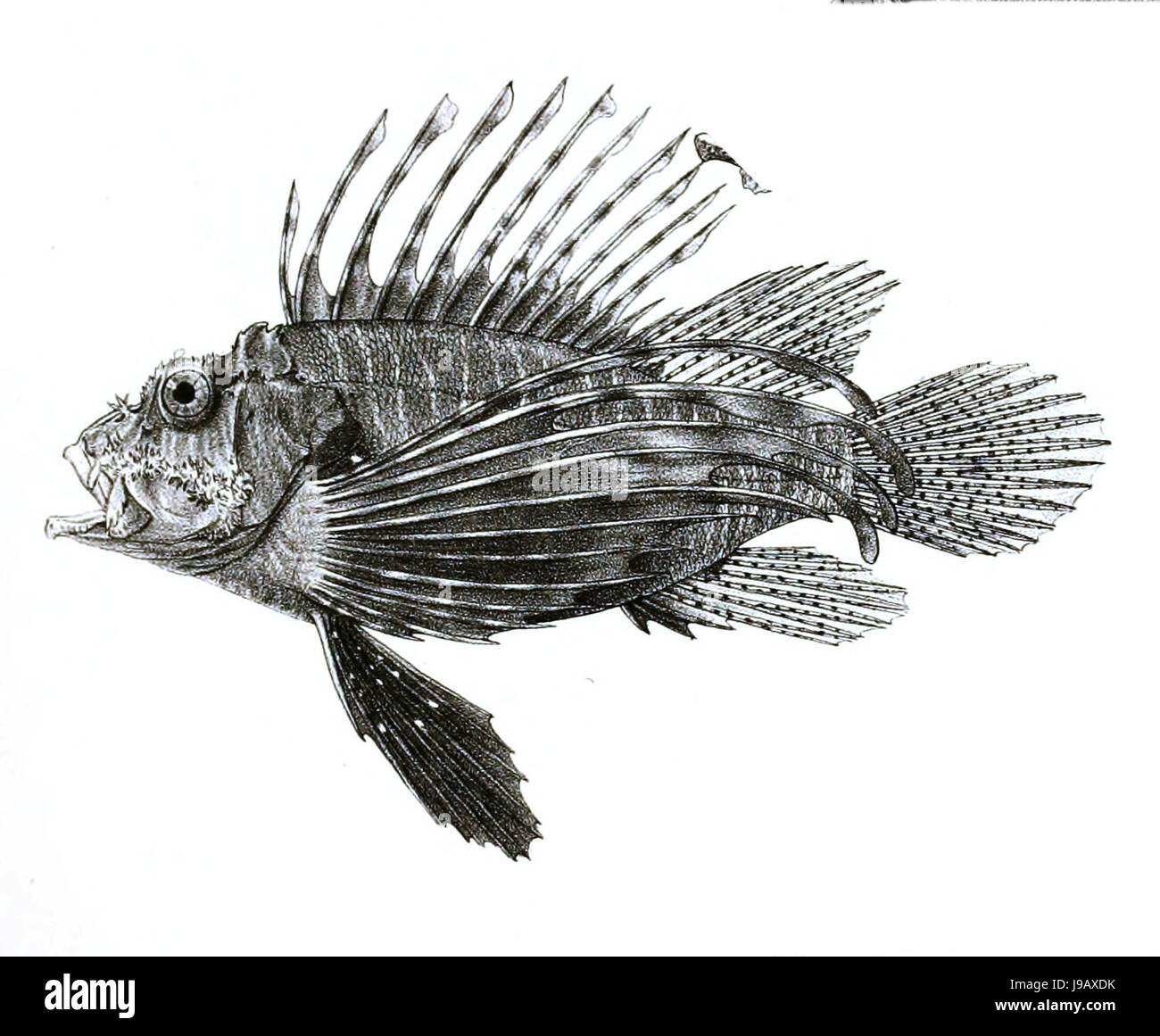 Pterois miles Ford 37 Stock Photo - Alamy