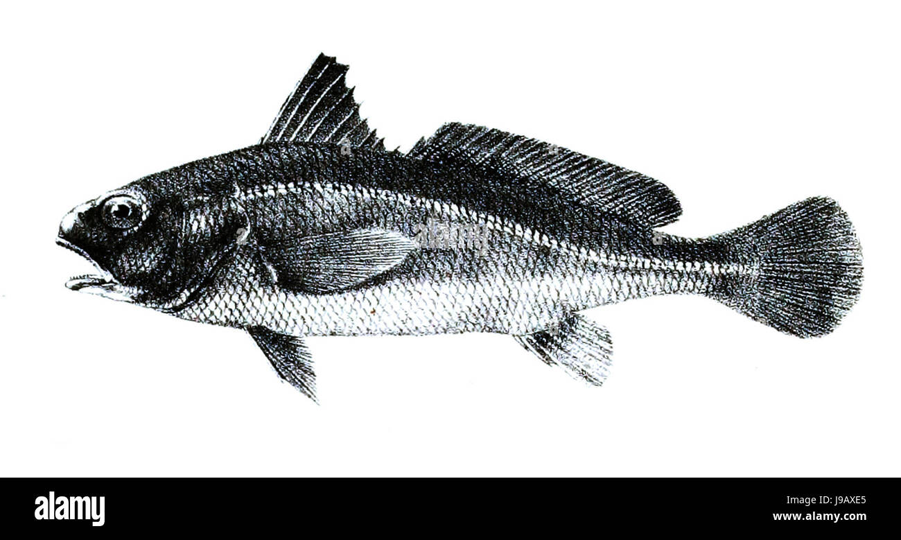 Sciaena hi-res stock photography and images - Alamy