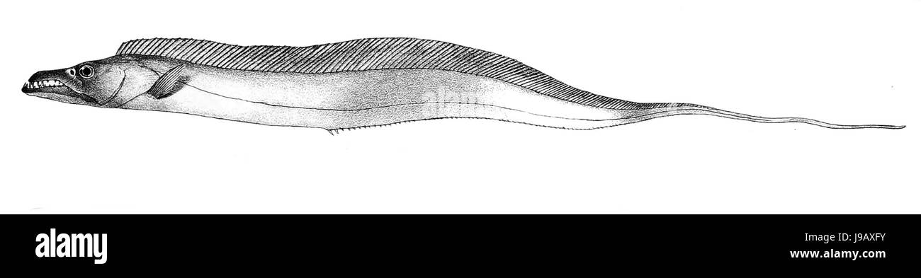 Trichiurus savala Ford 47 Stock Photo - Alamy