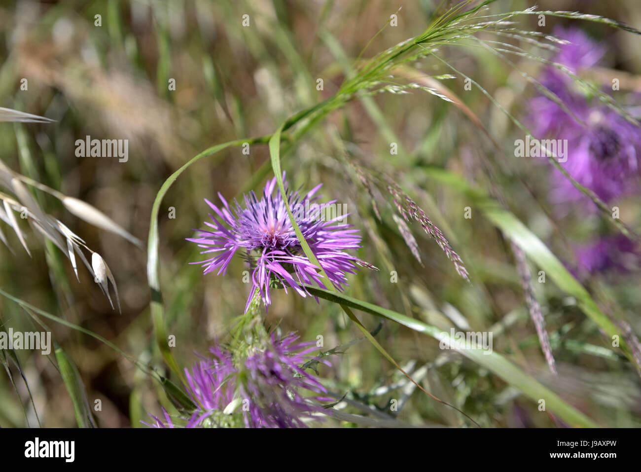 Violet field flowers of chicory in sunny windy day Stock Photo - Alamy