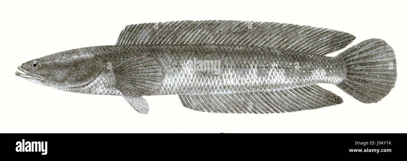 A scientific reference to the fish species Ophiocephalus leucopunctatus ...