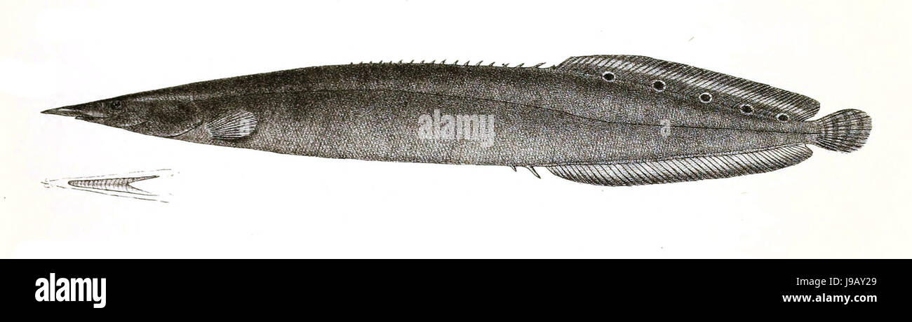 Rhynchobdella aculeata Ford 72 Stock Photo - Alamy