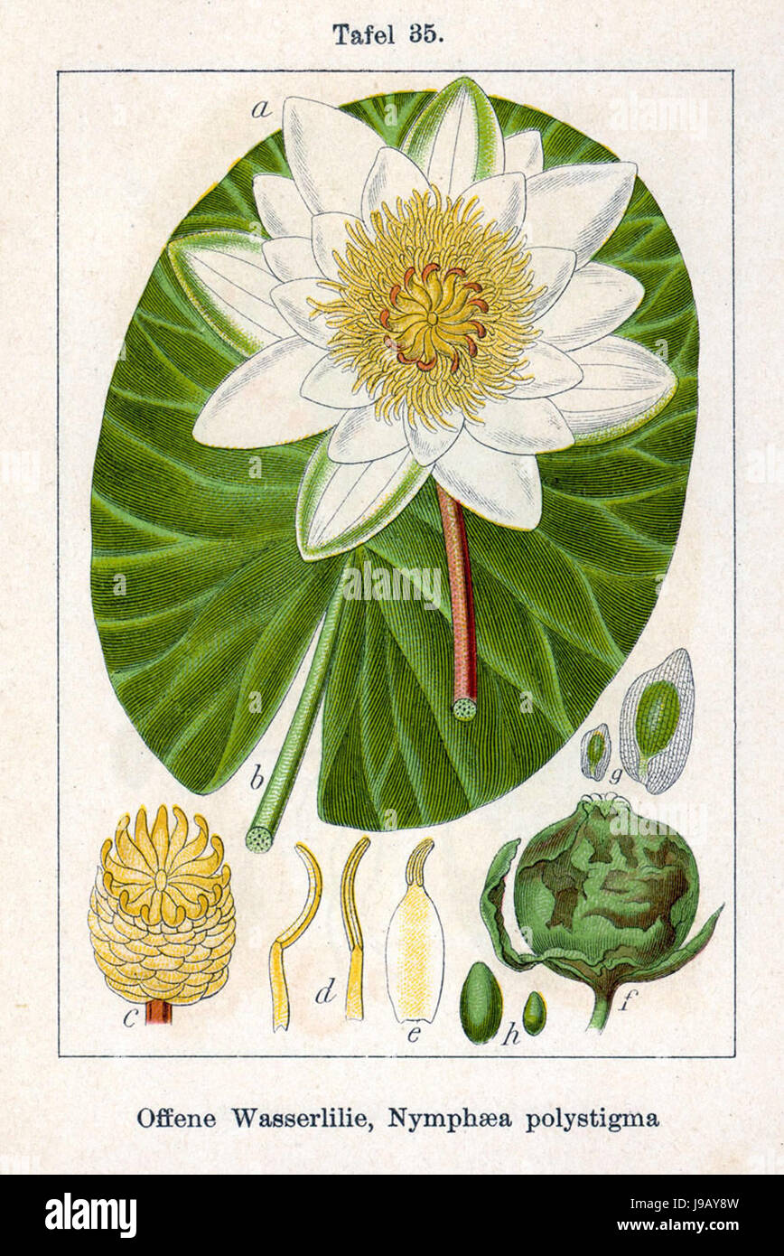 White pond lily nymphaea alba hi-res stock photography and images - Alamy