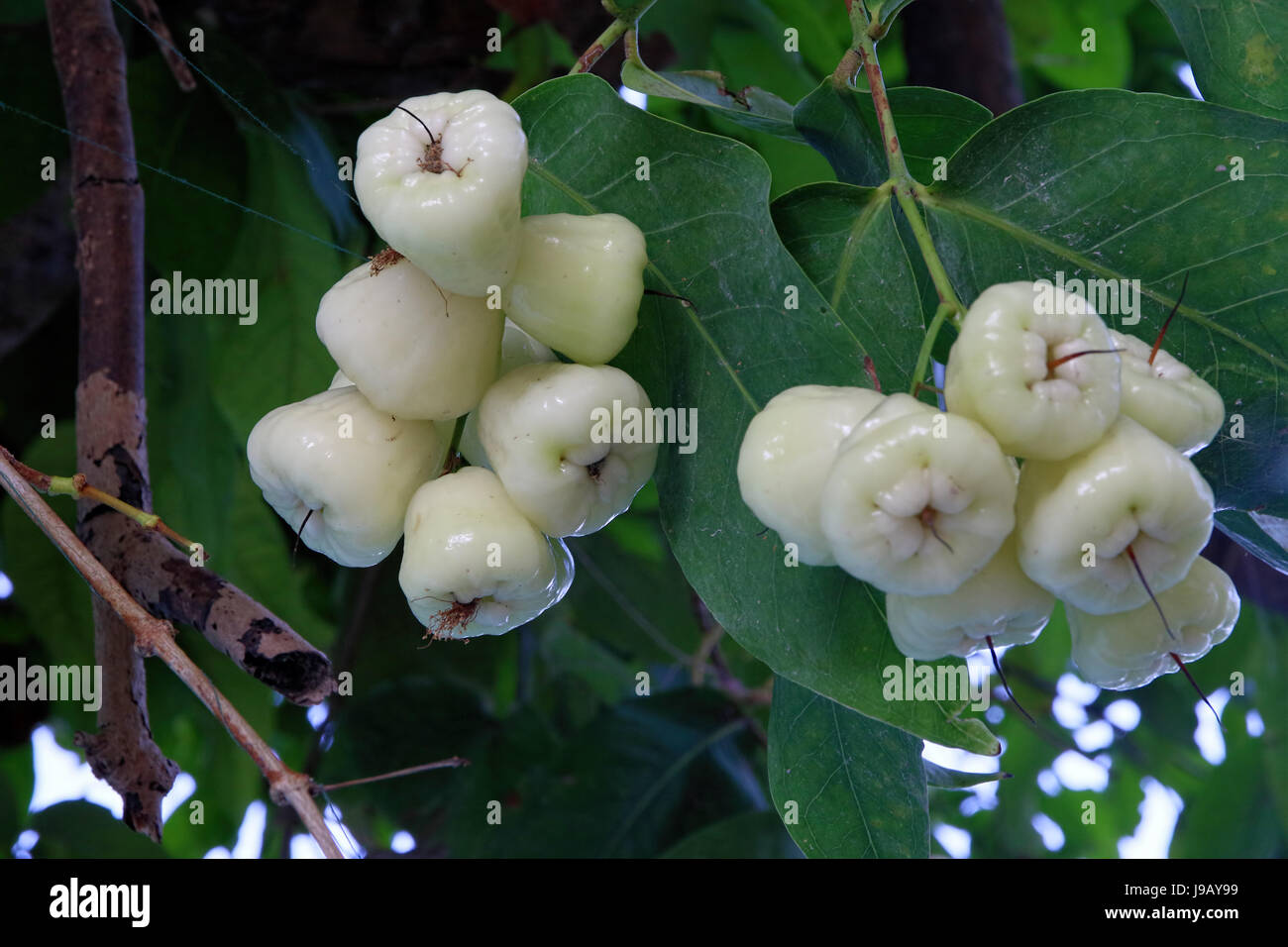 Lychee fruits on a tree on Ukulhas, Maldives Stock Photo - Alamy