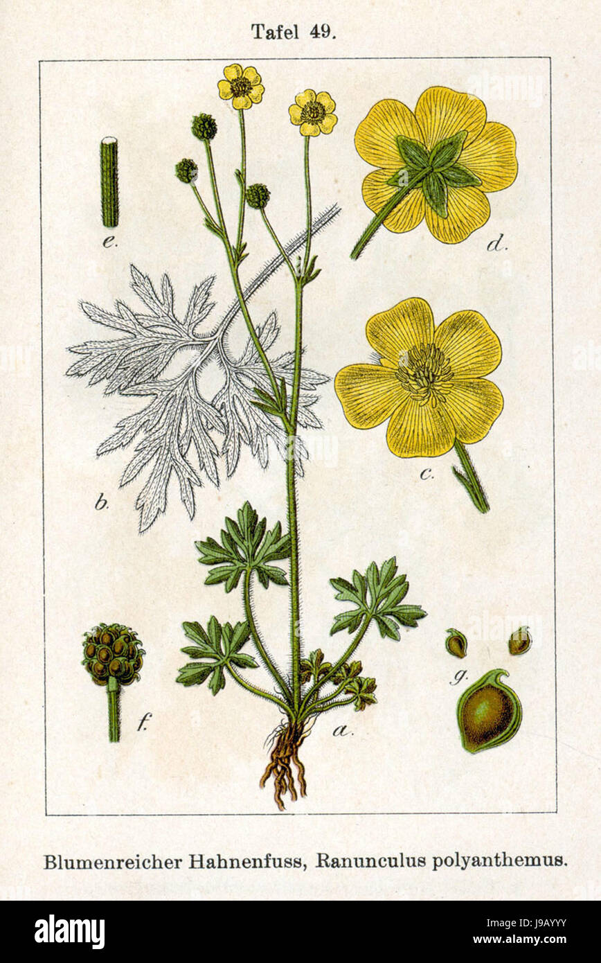 Ranunculus polyanthemos hi-res stock photography and images - Alamy