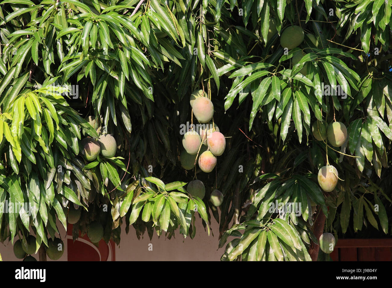 Mangoes on a mango tree on Ukulhas, Maldives Stock Photo - Alamy